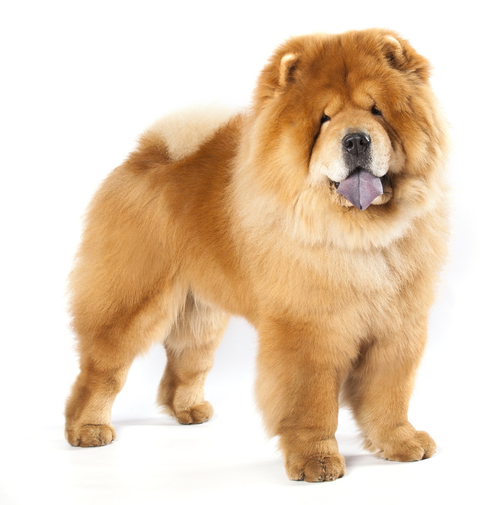Les Chinois Mangeraient Tous Du Chien Lec Séjours Linguistiques